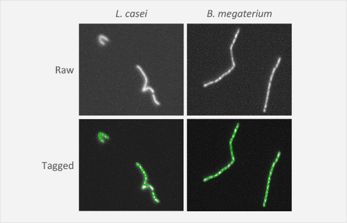 QUANTOM Tx™ Microbial Cell Counter for Rapid Bacteria Counting | Logos ...
