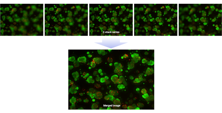 Automated 3D Cell Model Imaging with CELENA-X
