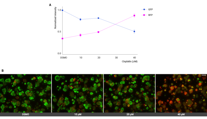 Imaging and analysis of 3D cell models using the CELENA® X High Content ...
