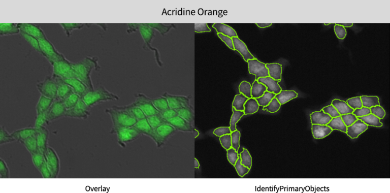 Automated Adherent Cell Counting with CELENA-X High-Content System