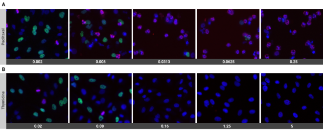 Automated Cell Cycle Drug Screening with CELENA X