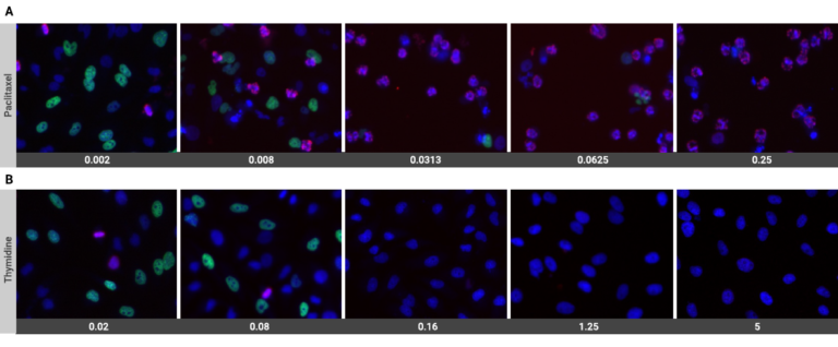 Automated Cell Cycle Drug Screening with CELENA X