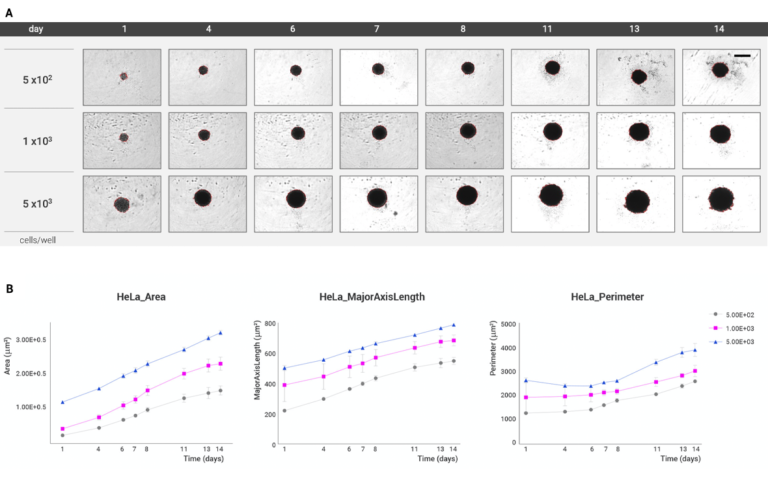 Automated 3D Cell Model Imaging with CELENA-X