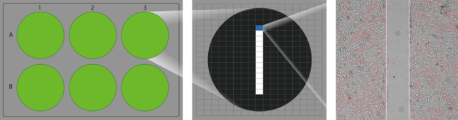 Automated Wound Healing Analysis with Image Segmentation