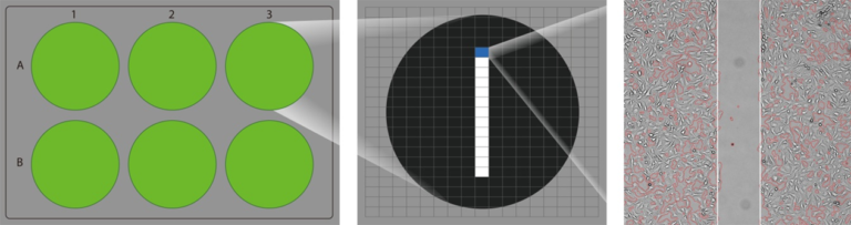 Automated Wound Healing Analysis with Image Segmentation