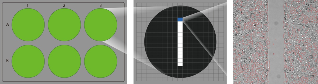 Automated Wound Healing Analysis with Image Segmentation