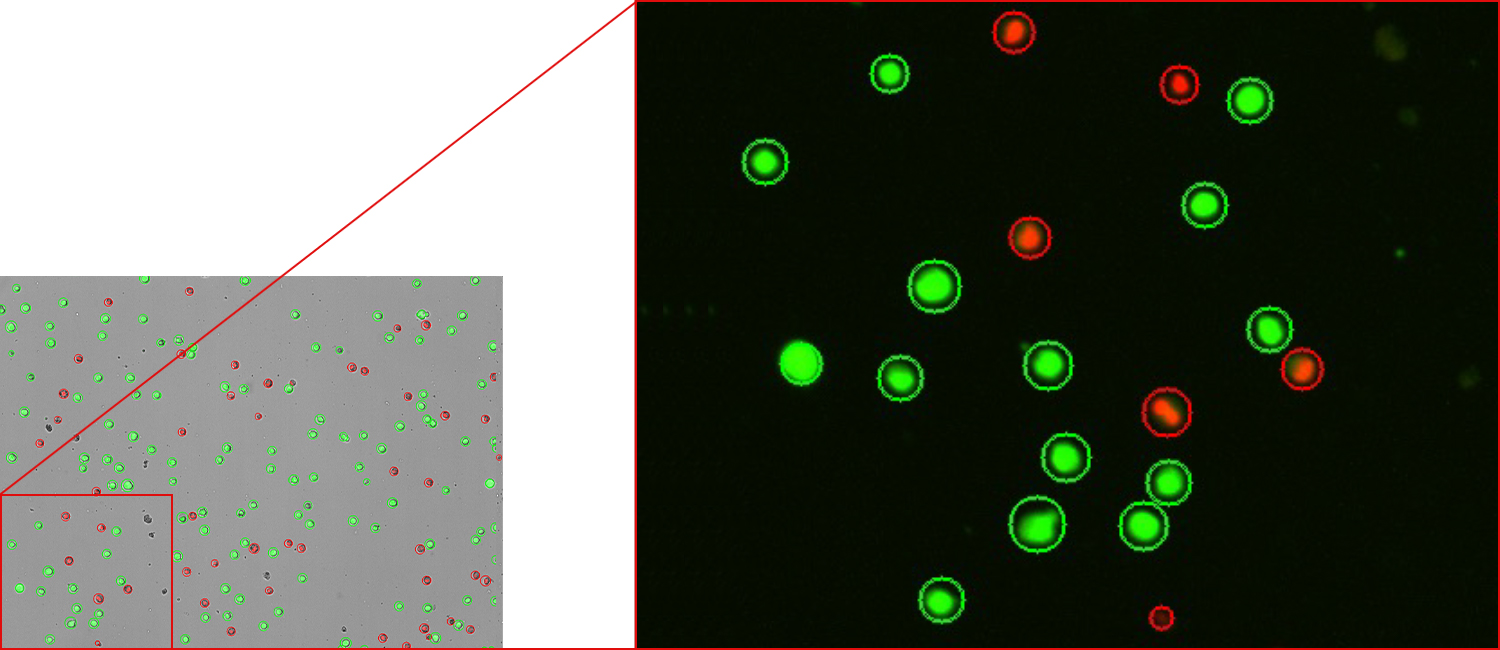Cell Counting with Logos Biosystems: Made Diverse, Simple, and Accurate – Logos Biosystems ...