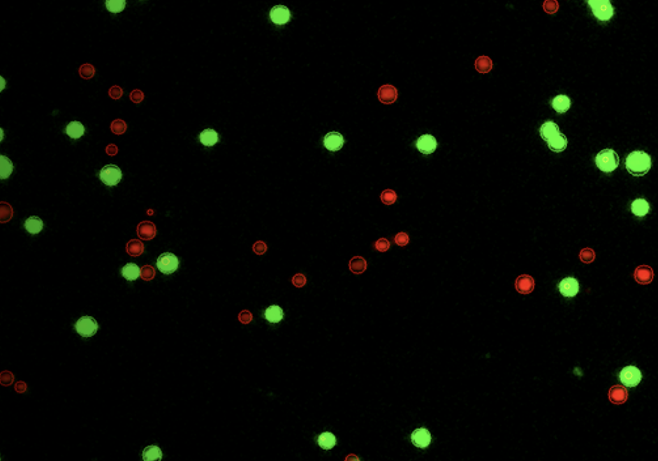 GFP Transfection Efficiency Analysis with LUNA‑FL™