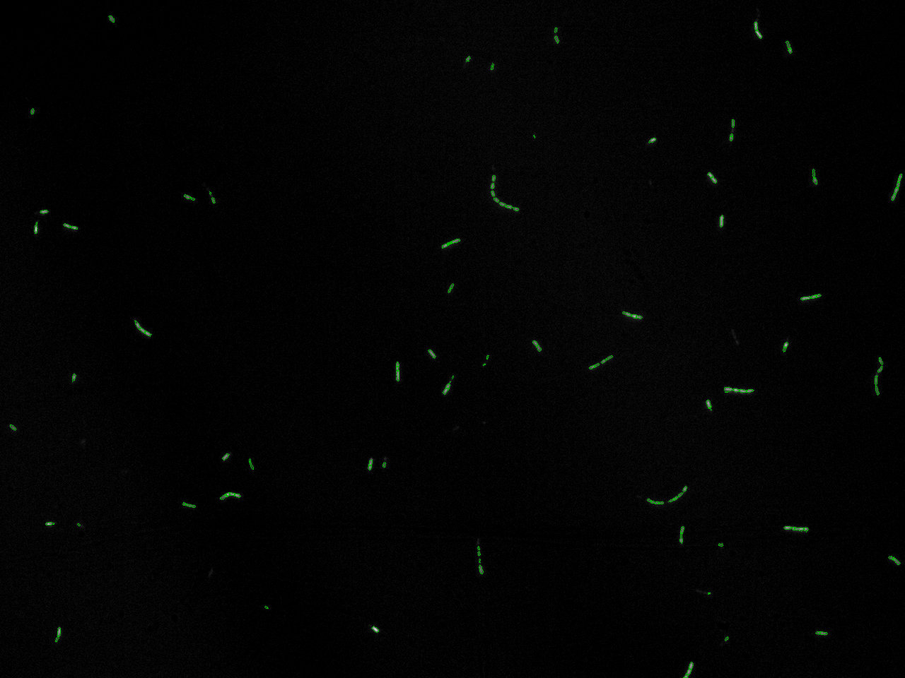 Bacillus mycoides – Logos Biosystems
