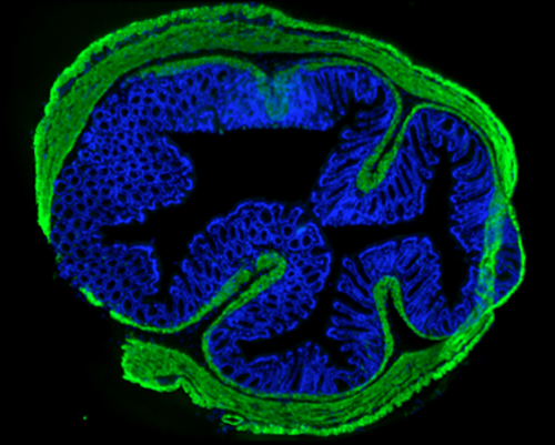 Mouse large intestine imaged with the CELENA® S – Logos Biosystems ...