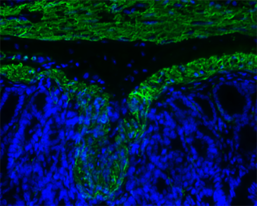 Mouse large intestine imaged with the CELENA® S | Logos Biosystems