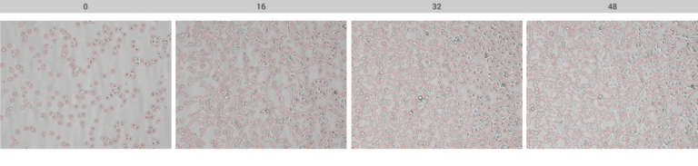Monitoring confluency of adherent cells in multi-well plates using the ...