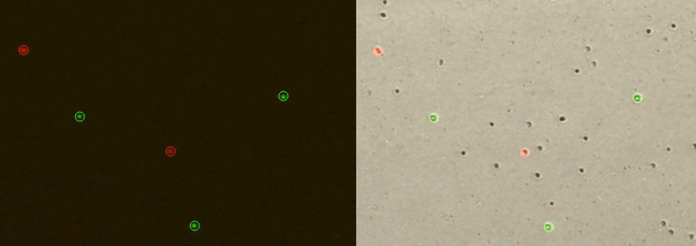 Mouse PBMC – Logos Biosystems | Advanced Imaging Solutions for Research ...