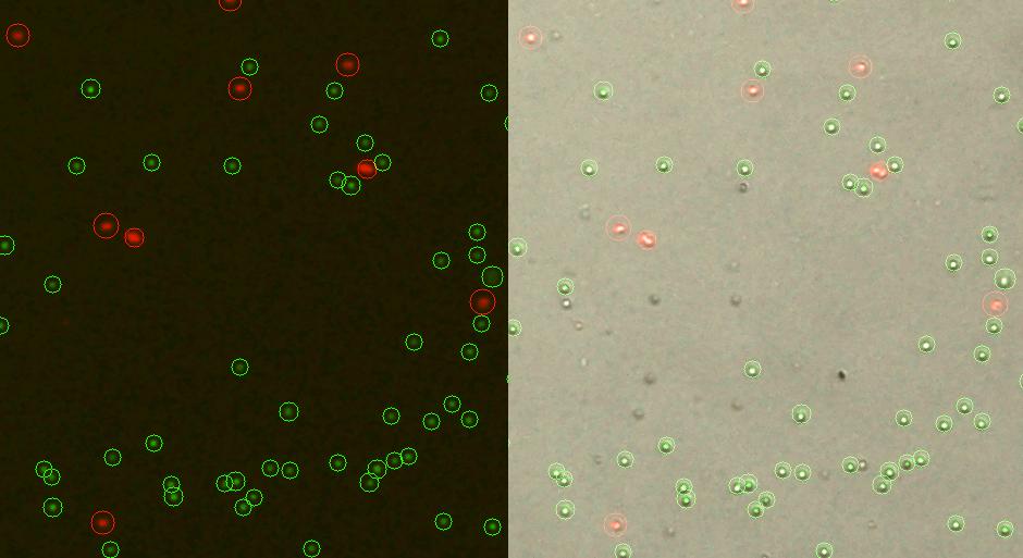Mouse thymocyte – Logos Biosystems