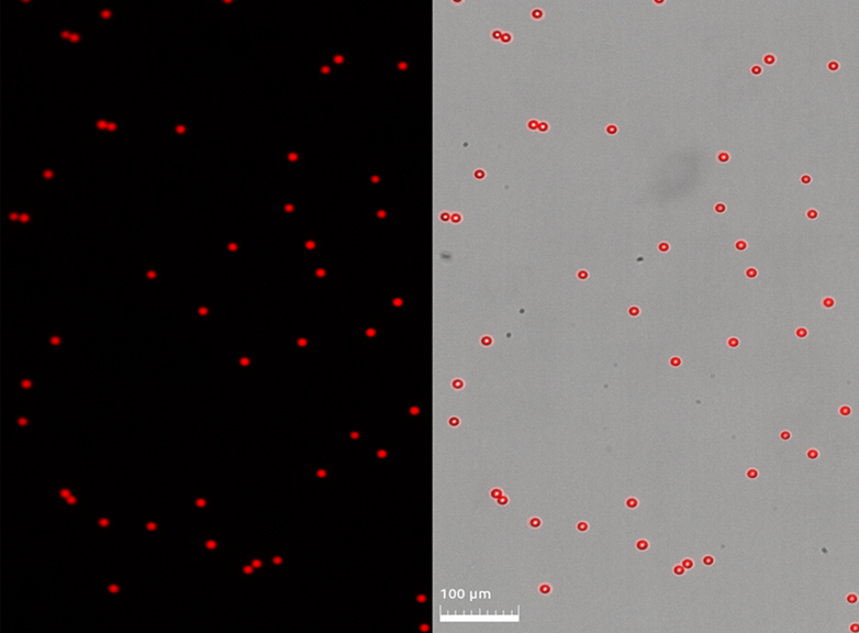 Fluorescence bead : 12um, Red – Logos Biosystems | Advanced Imaging ...