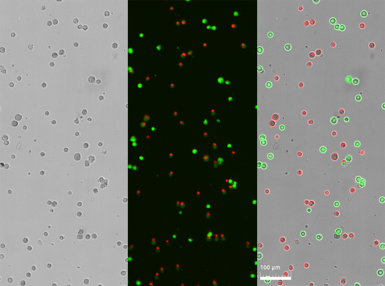 BAEC – Logos Biosystems | Advanced Imaging Solutions for Research ...