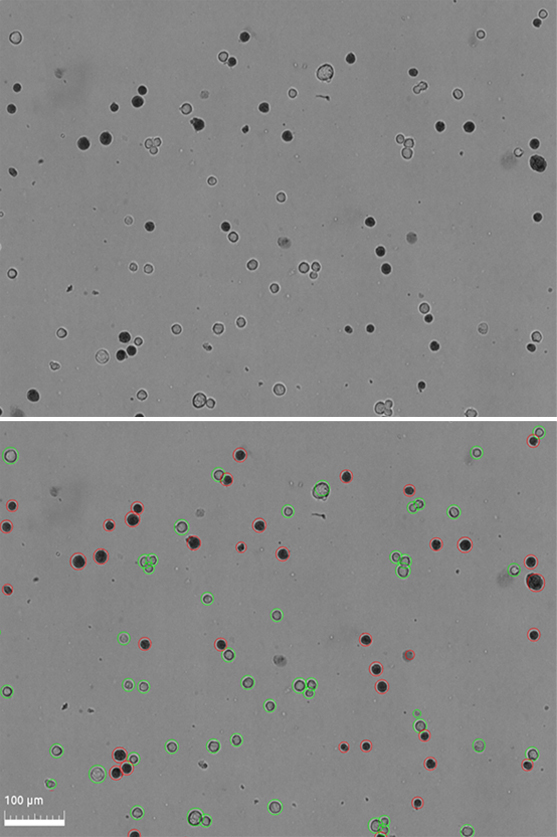 Hek-293 | Logos Biosystems