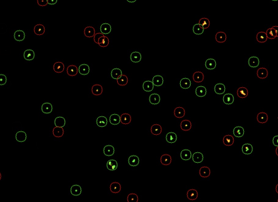 A Comparison Of Yeast Cell Counting Methods Logos Biosystems