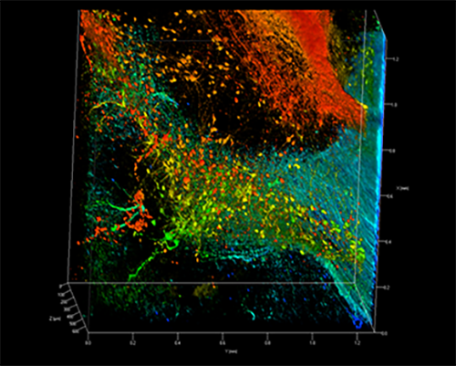 Mouse VTA and SNpc – Logos Biosystems | Advanced Imaging Solutions for ...