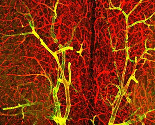 Mouse brain – Logos Biosystems | Advanced Imaging Solutions for ...