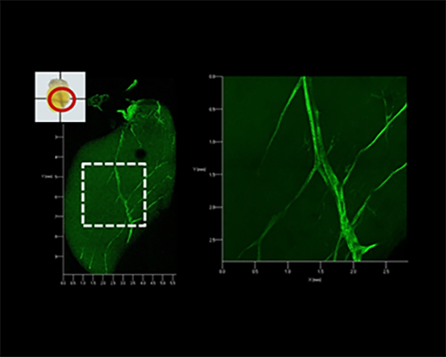 Mouse left atrial appendage (LAA) – Logos Biosystems | Advanced Imaging ...