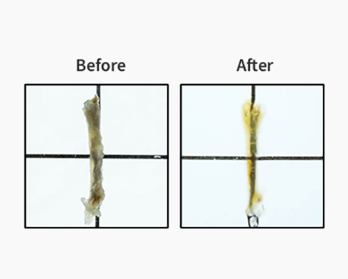 Mouse femur – Logos Biosystems | Advanced Imaging Solutions for ...
