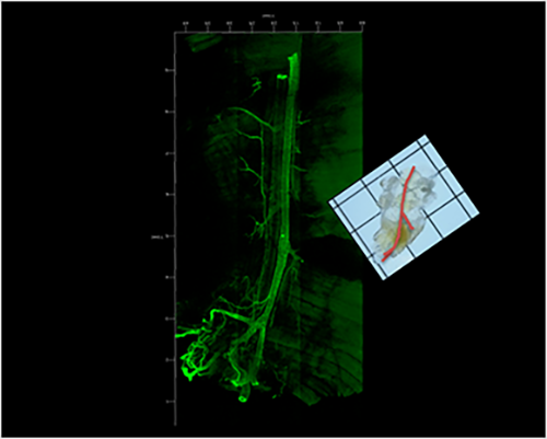 Mouse hindlimb muscle – Logos Biosystems | Advanced Imaging Solutions ...