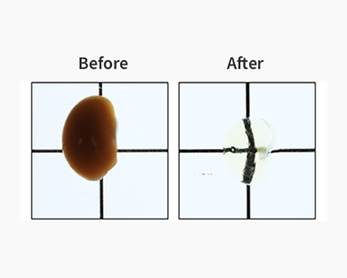 Mouse kidney | Logos Biosystems