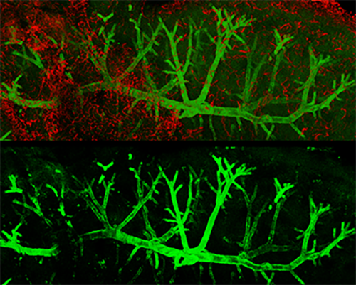 Mouse kidney – Logos Biosystems | Advanced Imaging Solutions for ...