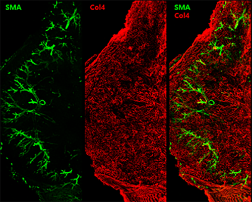 Mouse kidney – Logos Biosystems | Advanced Imaging Solutions for ...