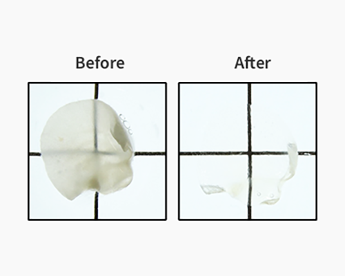 Mouse outer ear – Logos Biosystems | Advanced Imaging Solutions for ...
