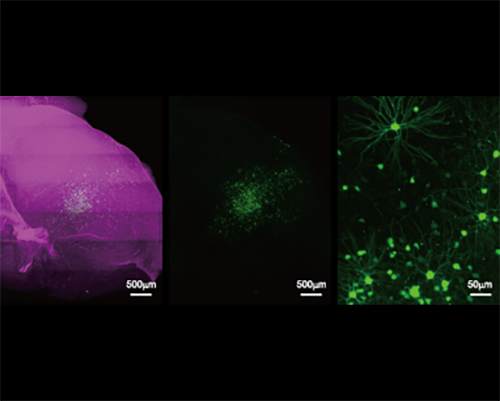 Zebra finch brain – Logos Biosystems | Advanced Imaging Solutions for ...