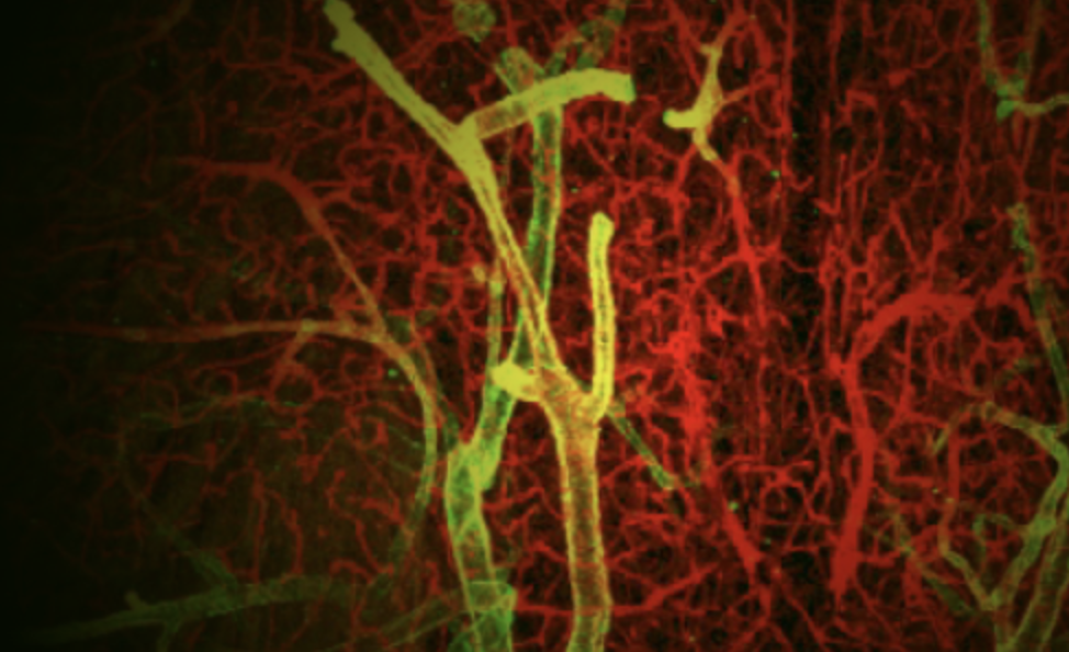 The X-CLARITY™ Mounting Solution I Logos Biosystems