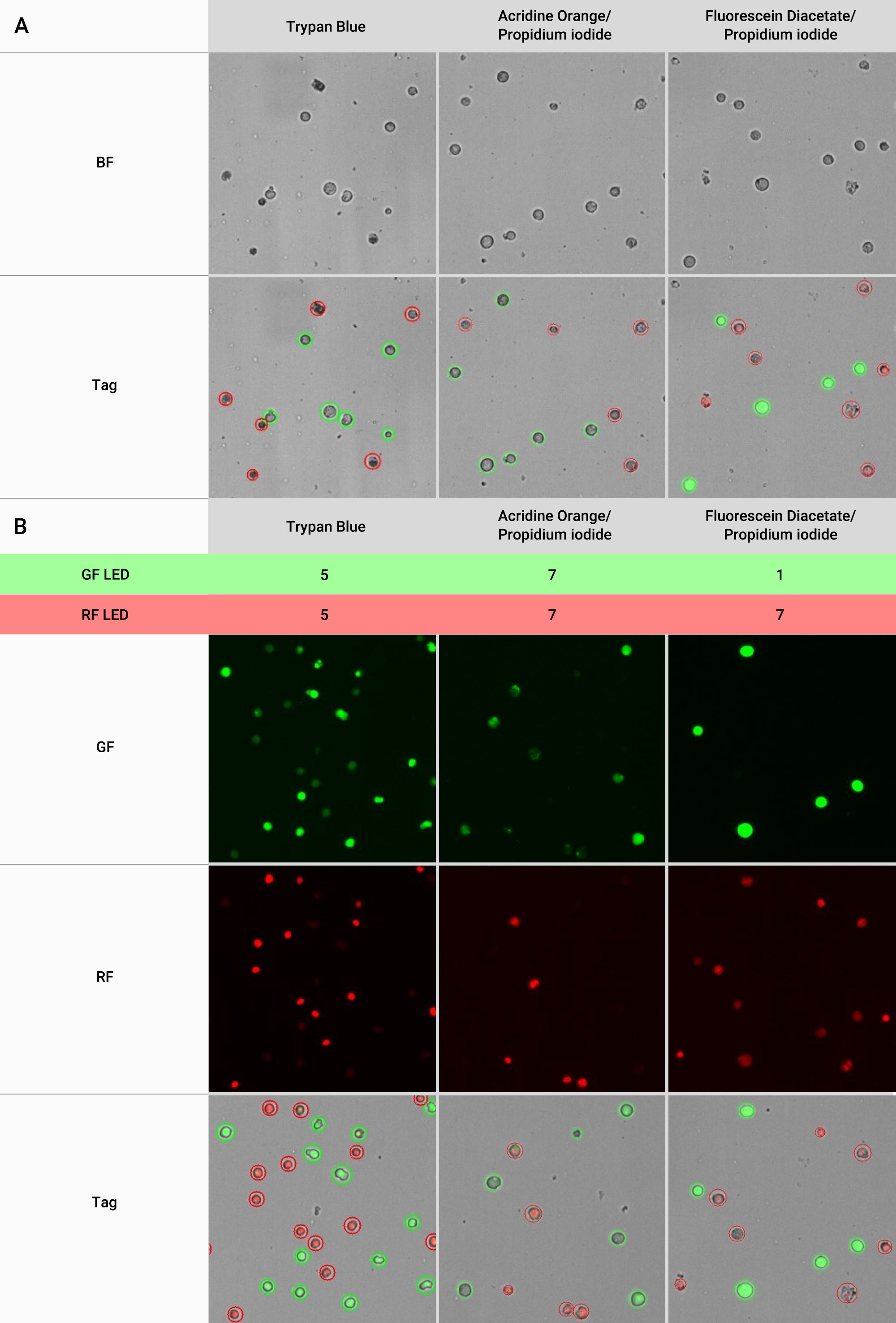 Cell Counting and Viability Measurement of Insect Cells