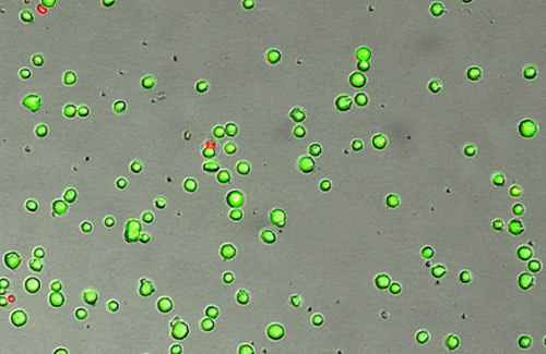 Reliable Nuclei Quality Assessment for Single-Cell Genomics