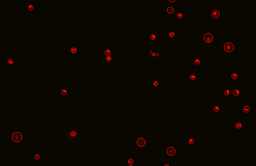 Somatic Cell Counting Using The Luna Fx7™ Automated Cell Counter