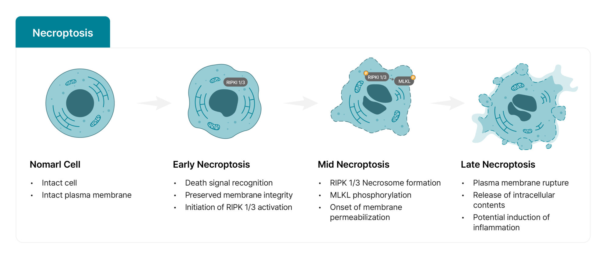 Apoptosis, Necrosis, and Necroptosis: Experimental Differences ...